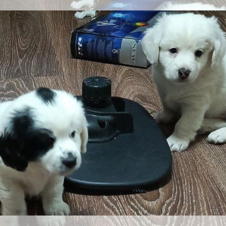 Русский охотничий спаниель, щенок