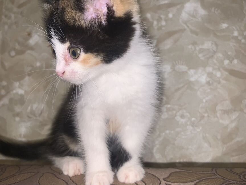 В добрые руки