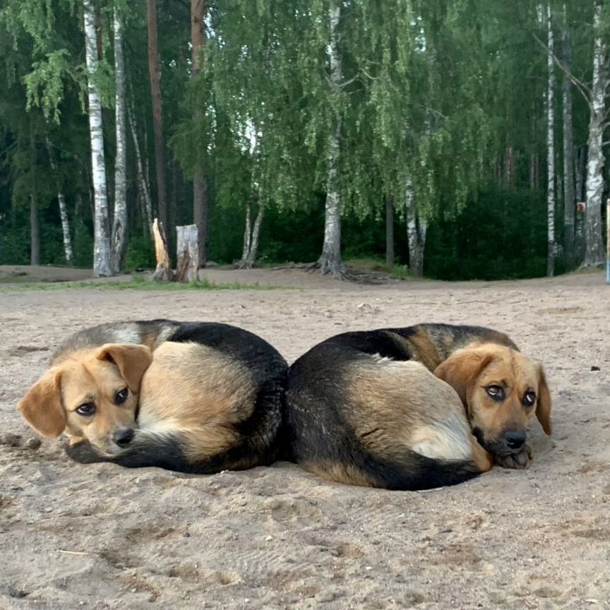 Собаки в беде в добрые руки