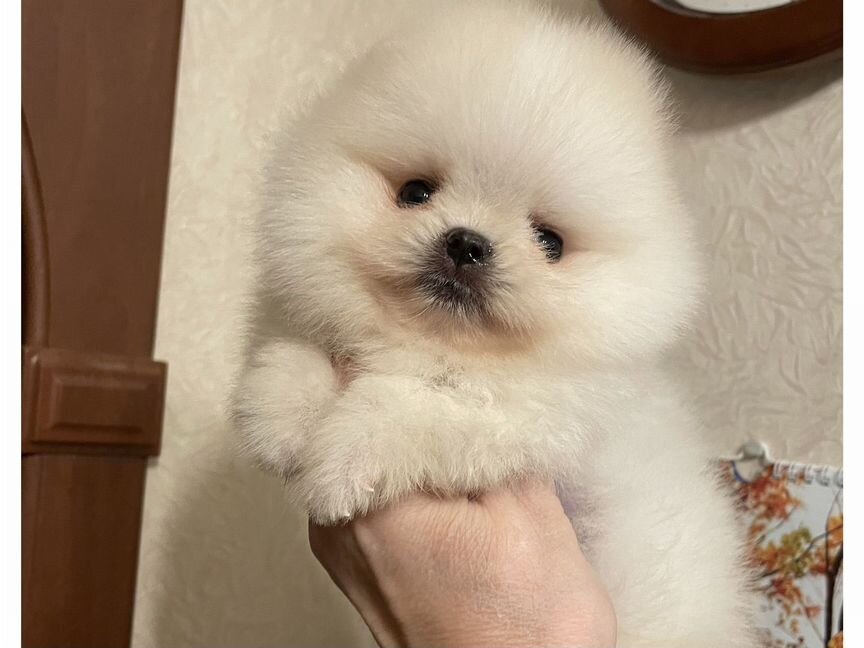 Мини мальчик пом. Шпица