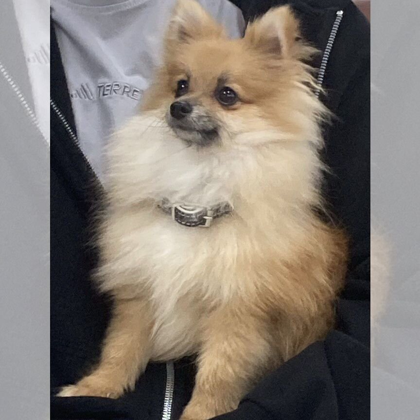 Немецкий шпиц