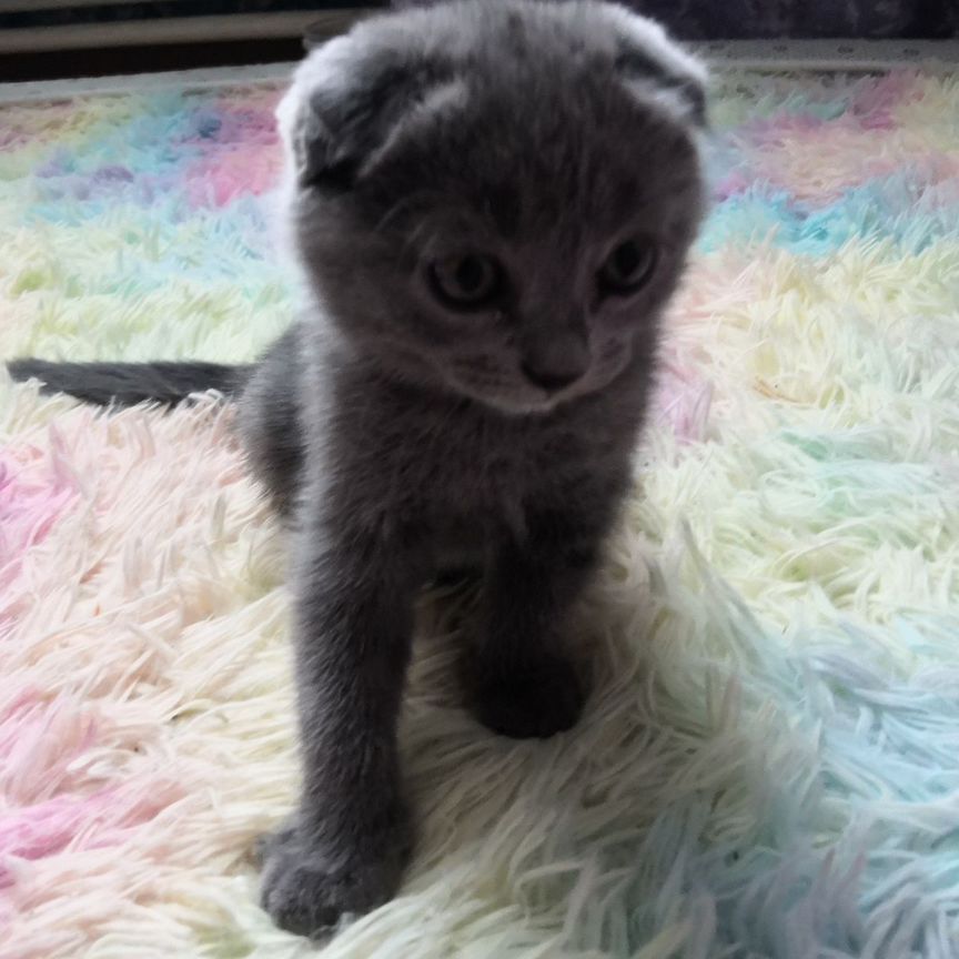 Шотландский вислоухий короткошёрстный котёнок