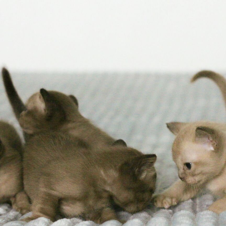 Бурманские котята