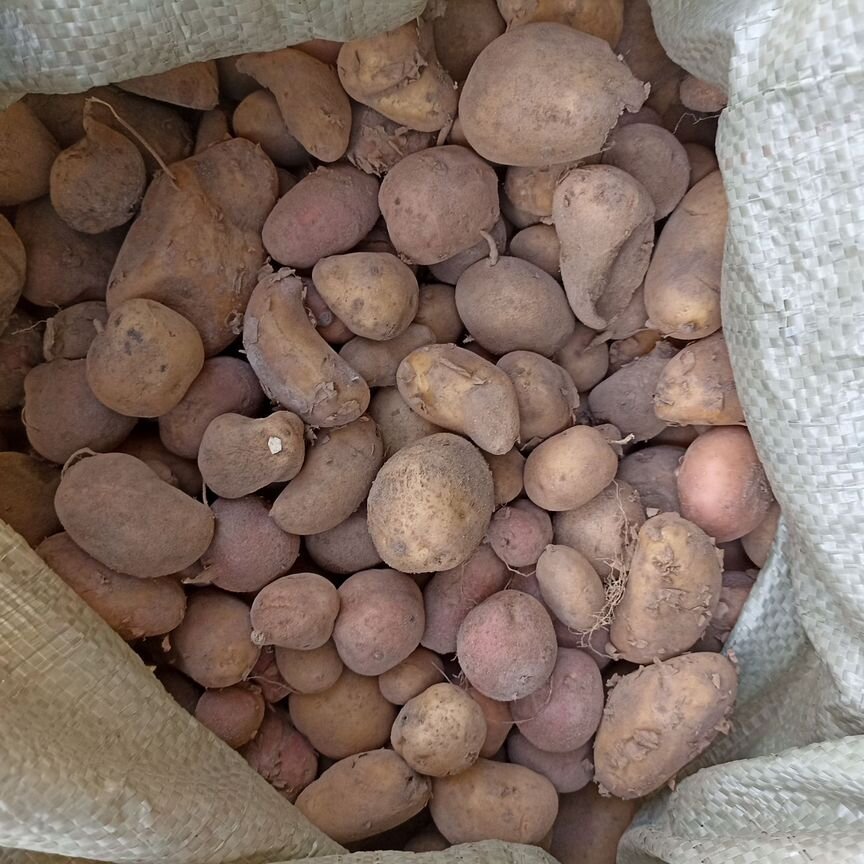 Продам мелкий картофель