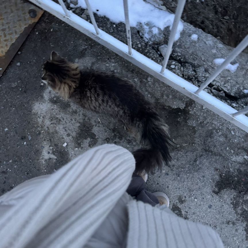 Кошка бесплатно