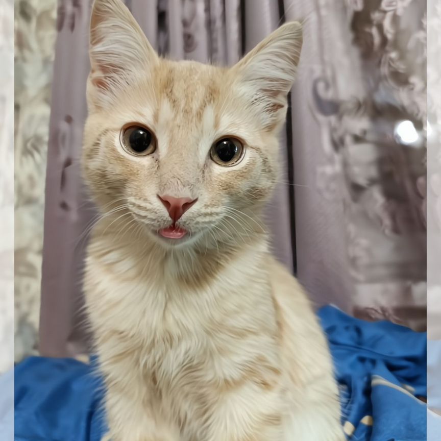 Котёнок в добрые руки