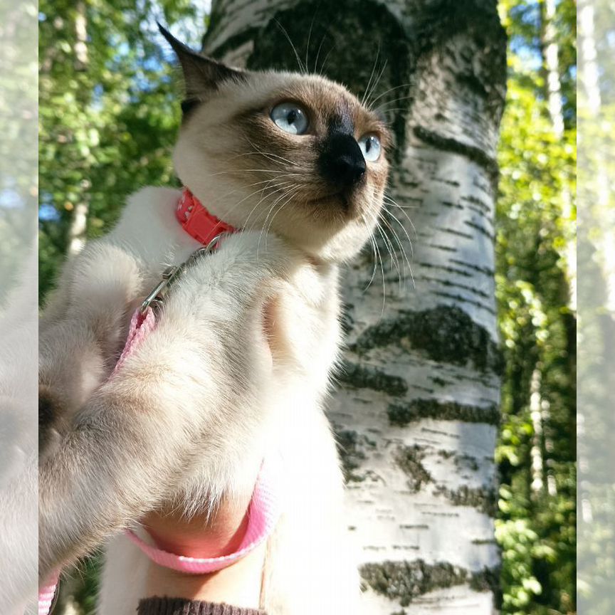 Отдам тайскую кошку 6 месяцев
