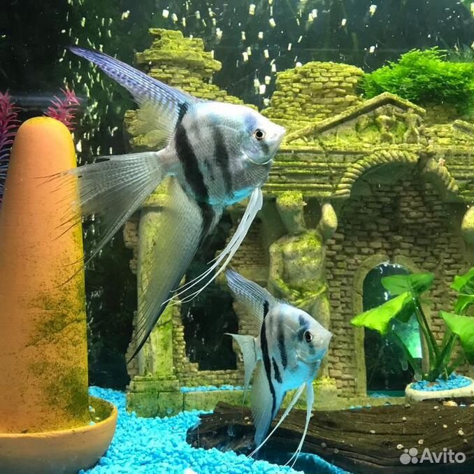 Скалярии пиной вуаль подростки