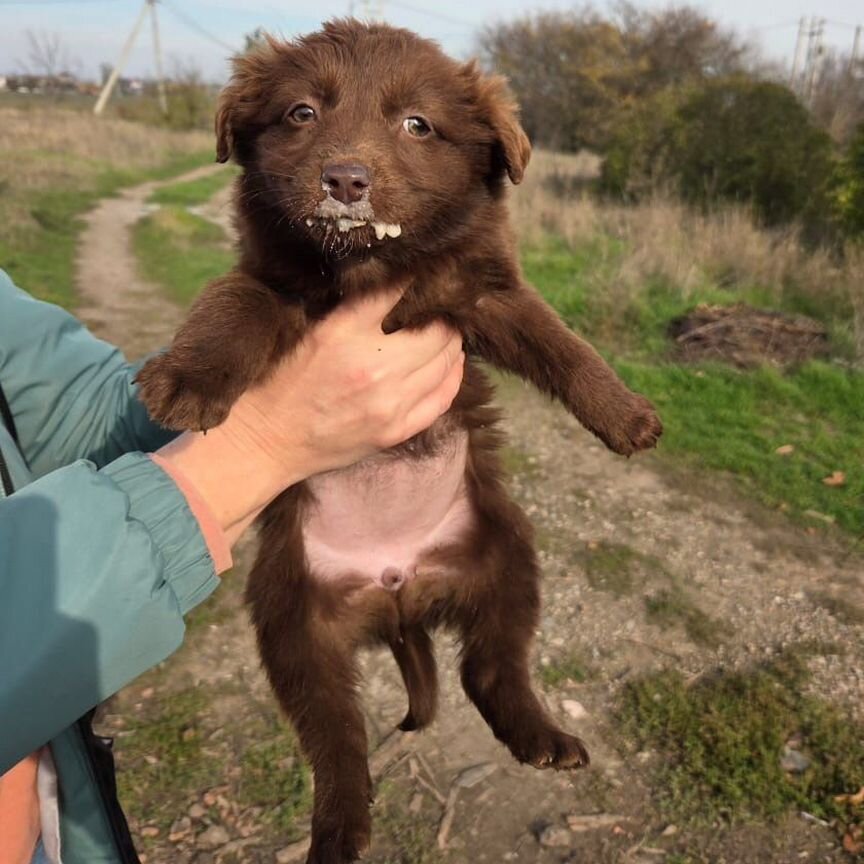 Щенок в добрые руки
