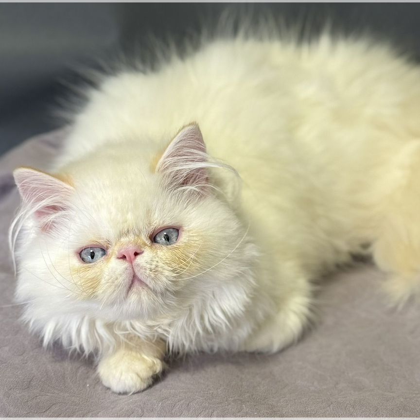 Персидский котёнок