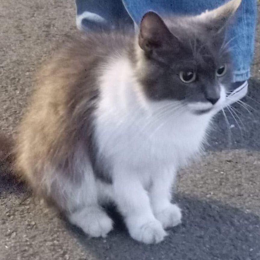Найдена кошка