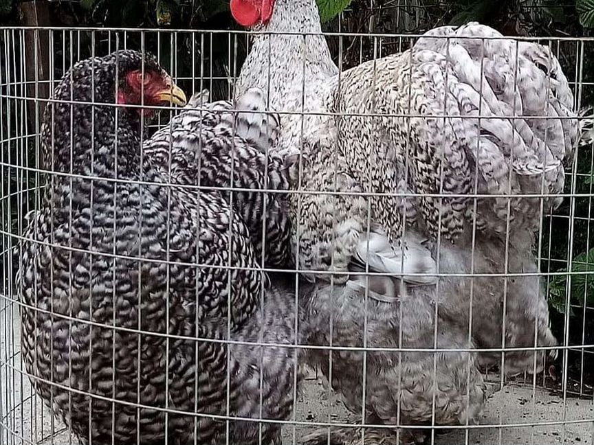 Кохинхин Брама Орпингтон