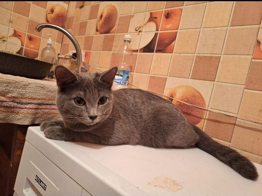 Кот русская голубая