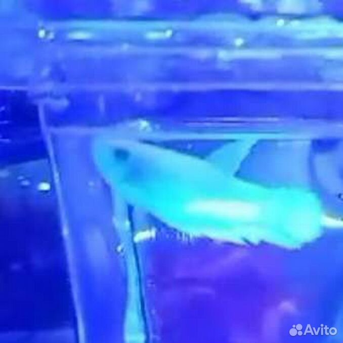 Глофиш петушки и курочки рыбки