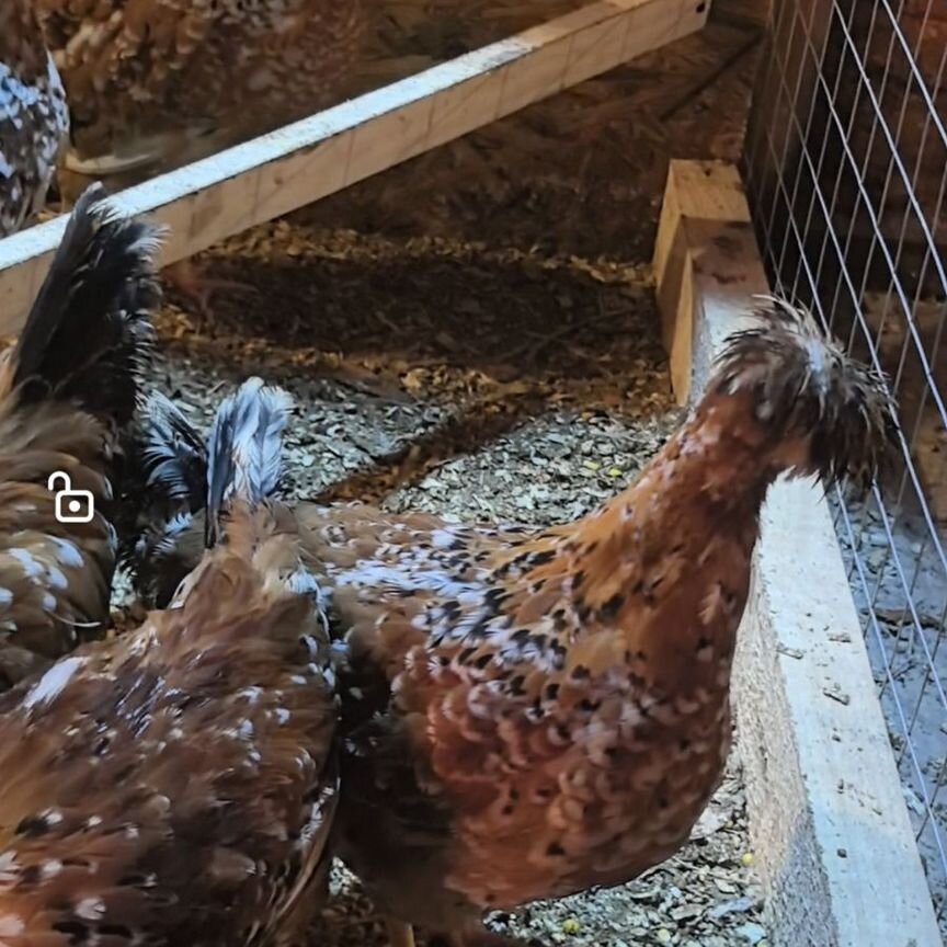 Отдам 3 петушка