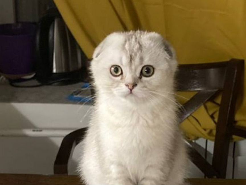 Шотландская