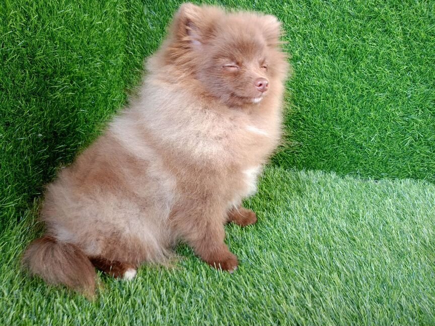 Шоколадный мрамор девочка