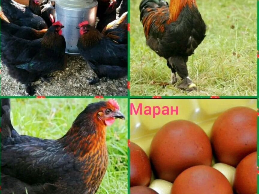 Молодые петухи