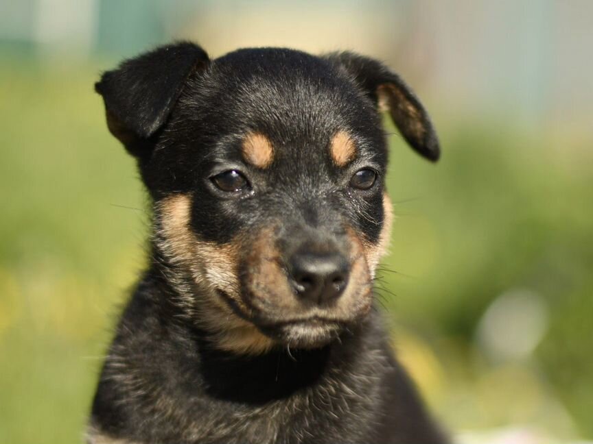 Щенок Кира ищет семью