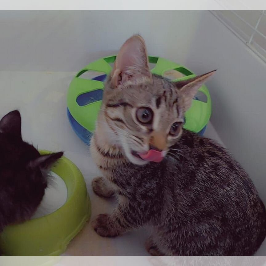Котята трехмесячные, бесплатно