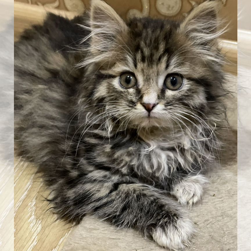 Сибирский котёнок