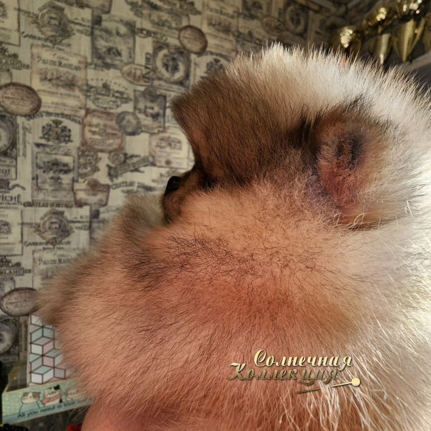 Реально курносый мальчик померанского шпица