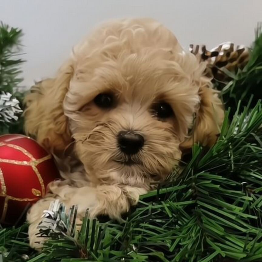 Мальтипу, щенок