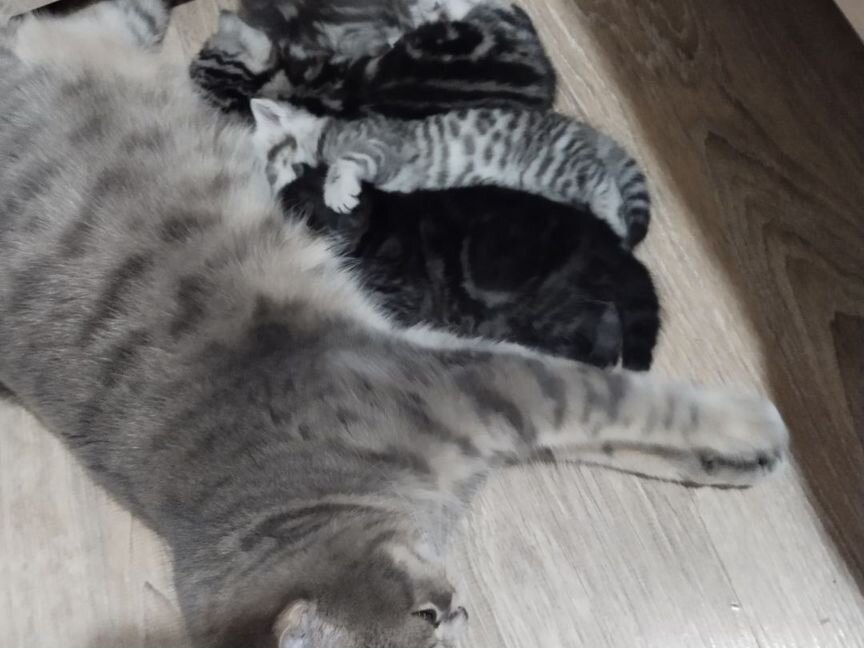 Кошка