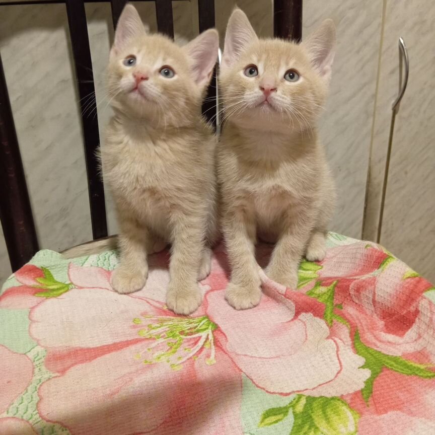 Домашние животные котята бесплатно