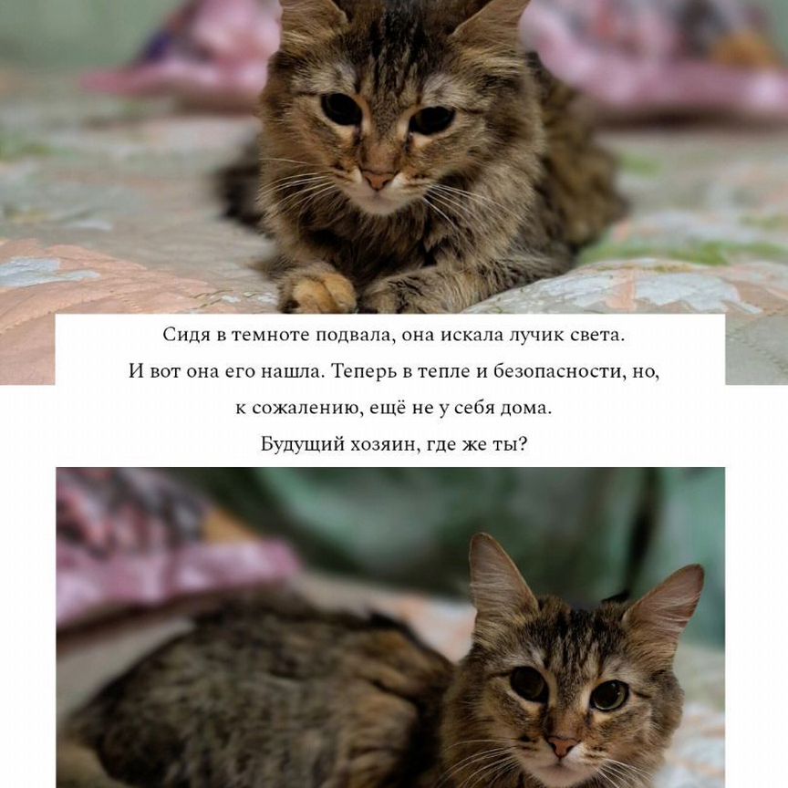 Кошки в добрые руки