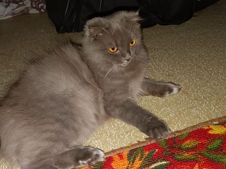 Шатланская кошка