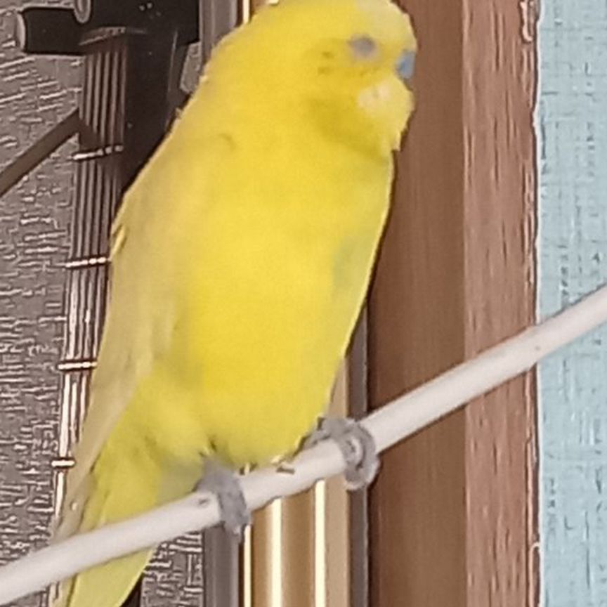 Волнистый попугай с клеткой