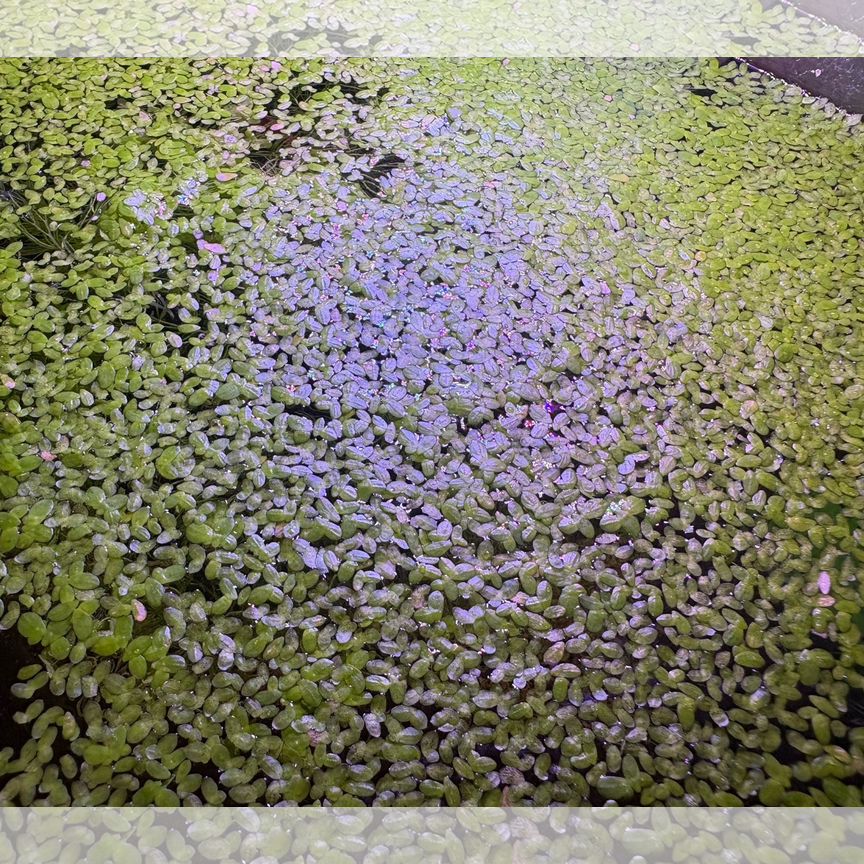 Ряска для аквариума