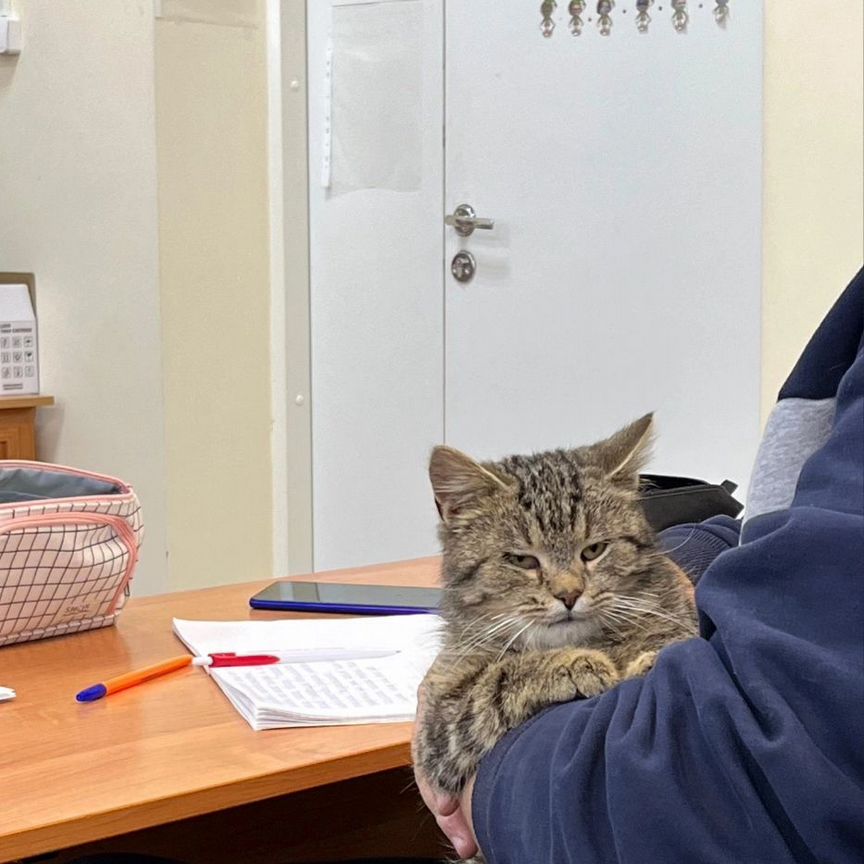 Отдаю кошку в добрые руки