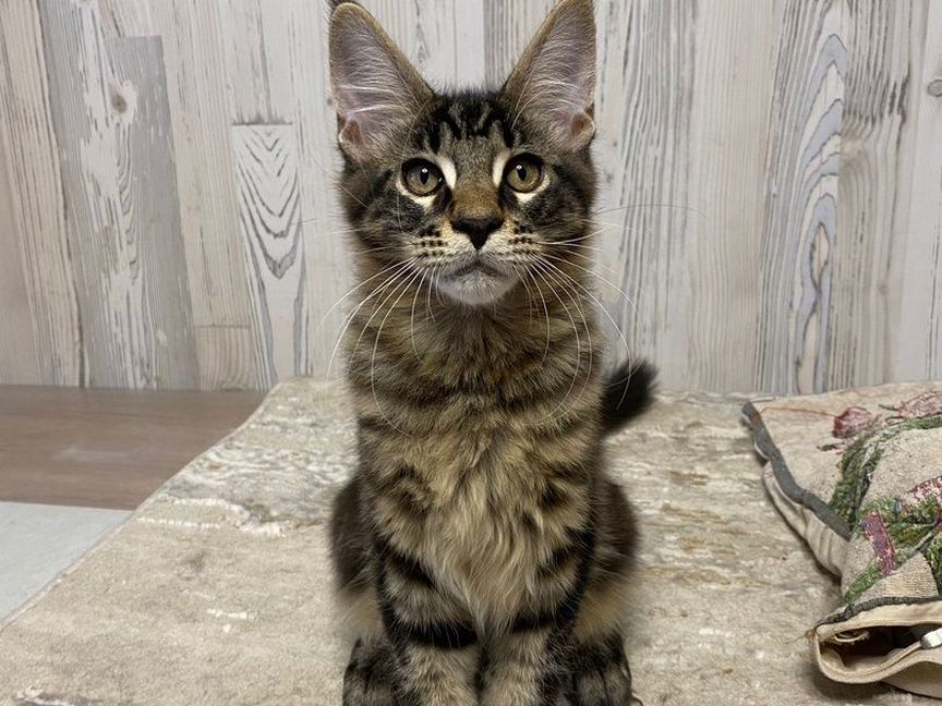 Чёрный мрамор котик мейн-кун