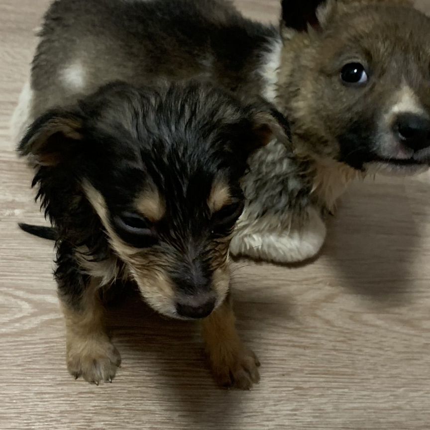 Щенок в добрые руки