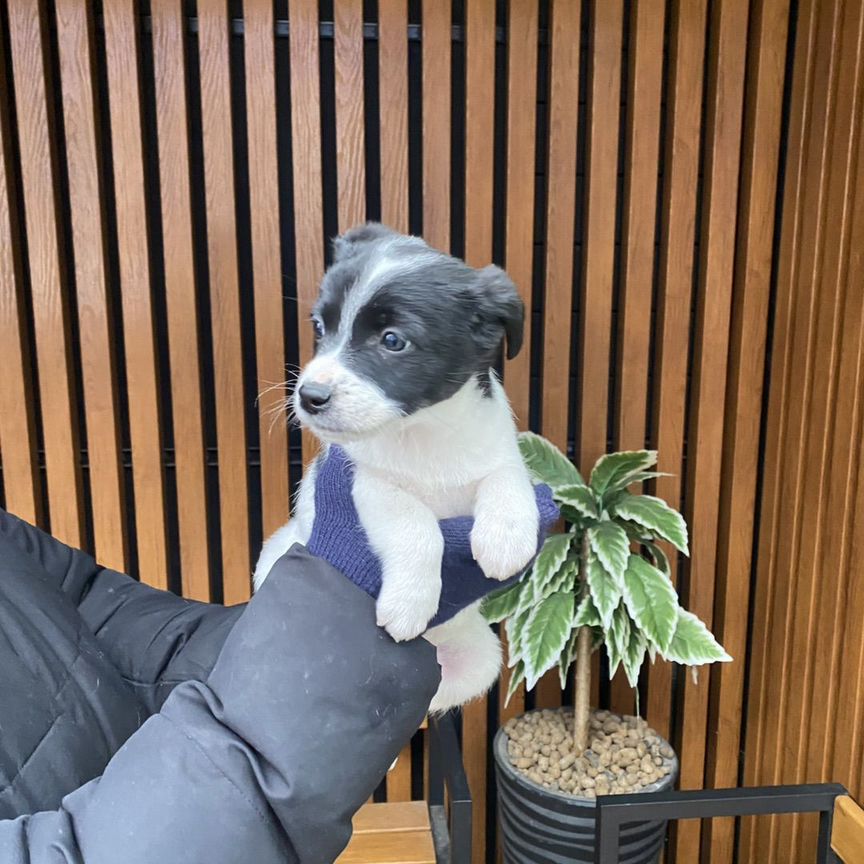 Маленькие щенки