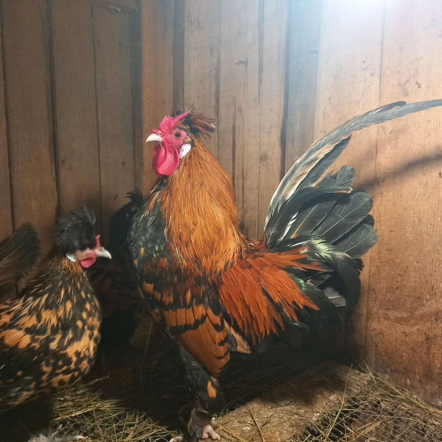 Семья павловское золото и семья лакеданзи