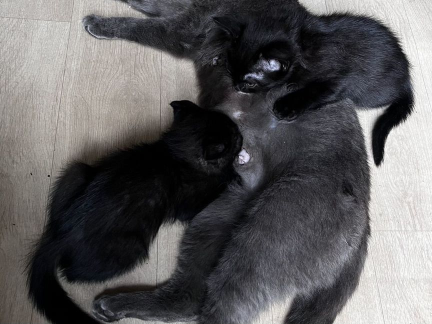 Котята от Британской кошки
