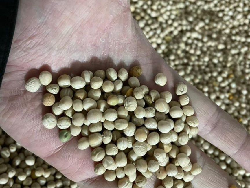 Горох на крупу или фураж