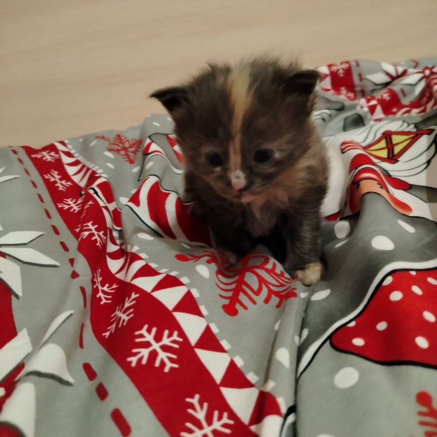 Мейн-кун котёнок