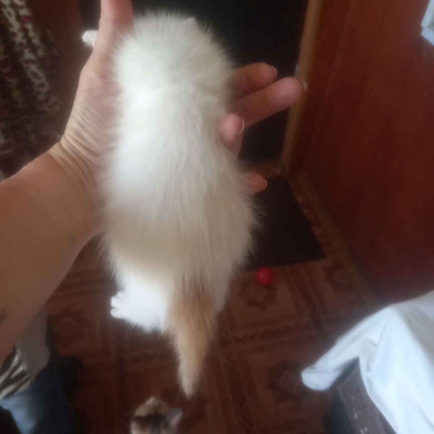 Котенок в добрые руки