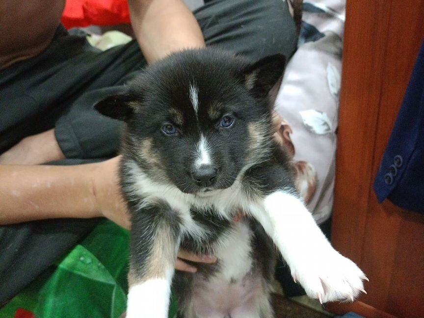 Сибирские шенки