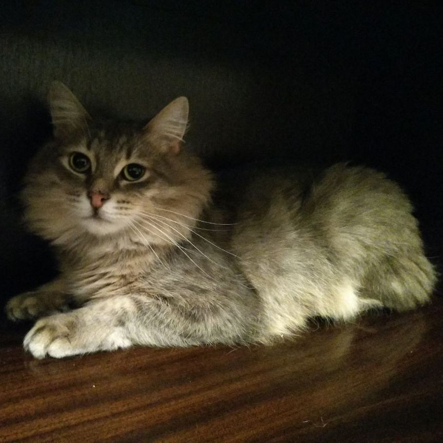 Взрослый кот в добрые руки