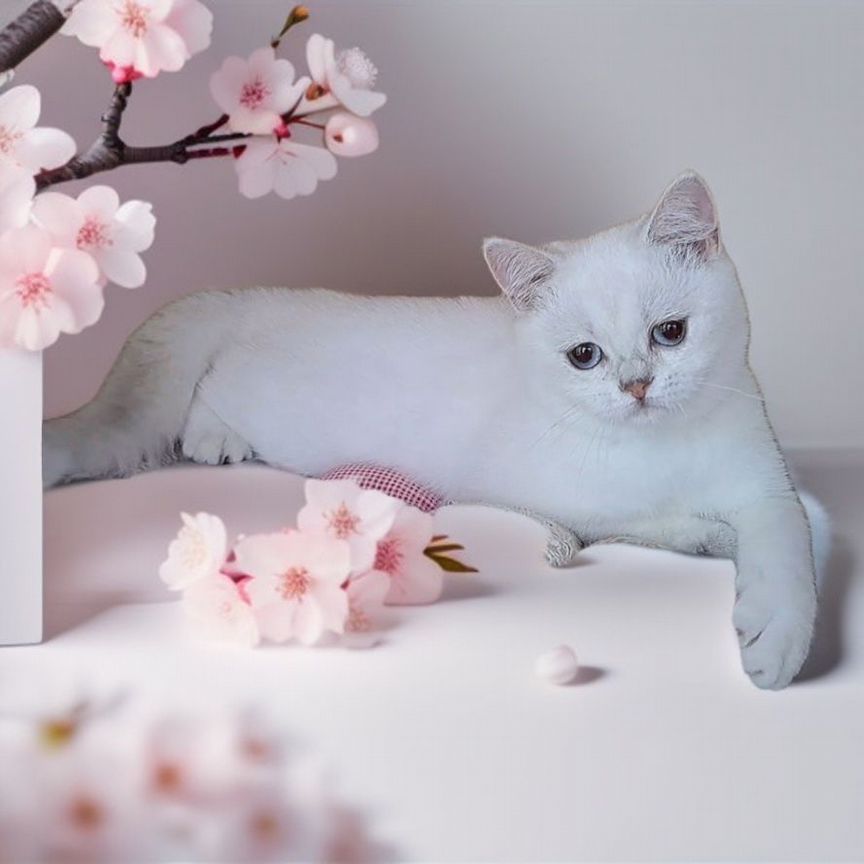 Голубоглазая шиншилла