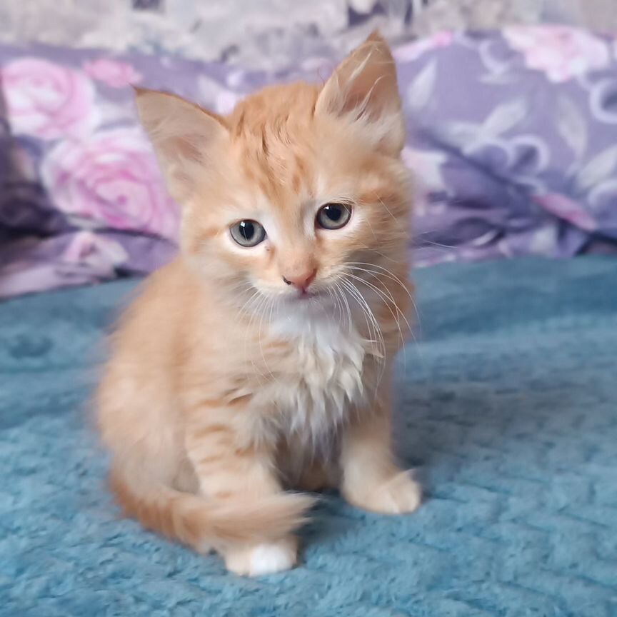 Котята 1.5 месяца отдадим в добрые руки