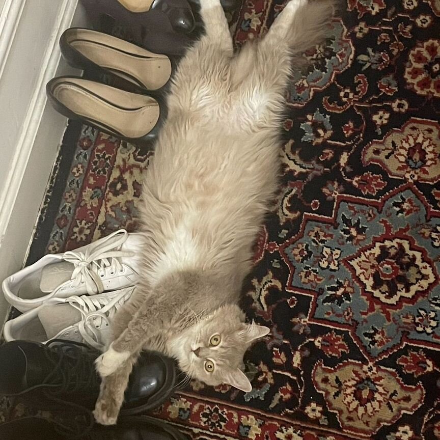 Шотладская кошка