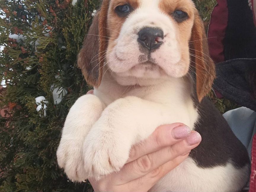 Озорники Бигли