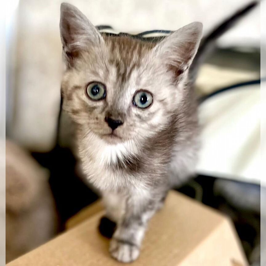 Котёнок девочка,бесплатно