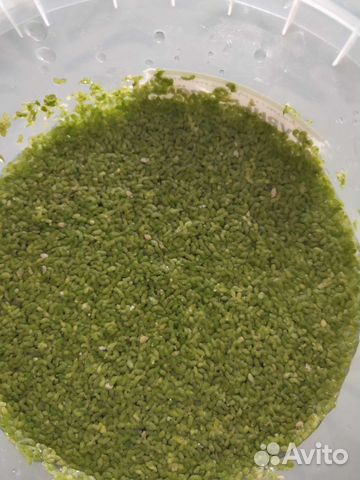 Ряска в аквариум